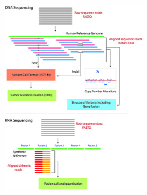 Next-Generation Sequencing Bioinformatics Pipelines | myadlm.org