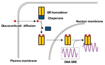 Cortisol | myadlm.org