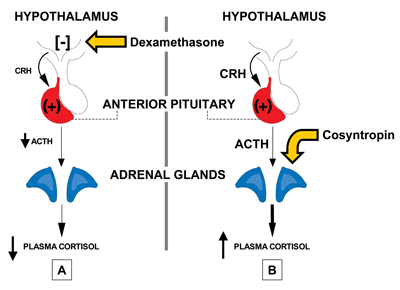 Cortisol | myadlm.org