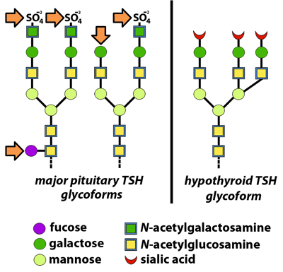 Thyroid Stimulating Hormone Structure Overview Of Thyroid Hormone