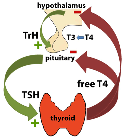 Thyroid-Stimulating Hormone | myadlm.org