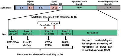 Mutations in the EGFR Pathway | myadlm.org